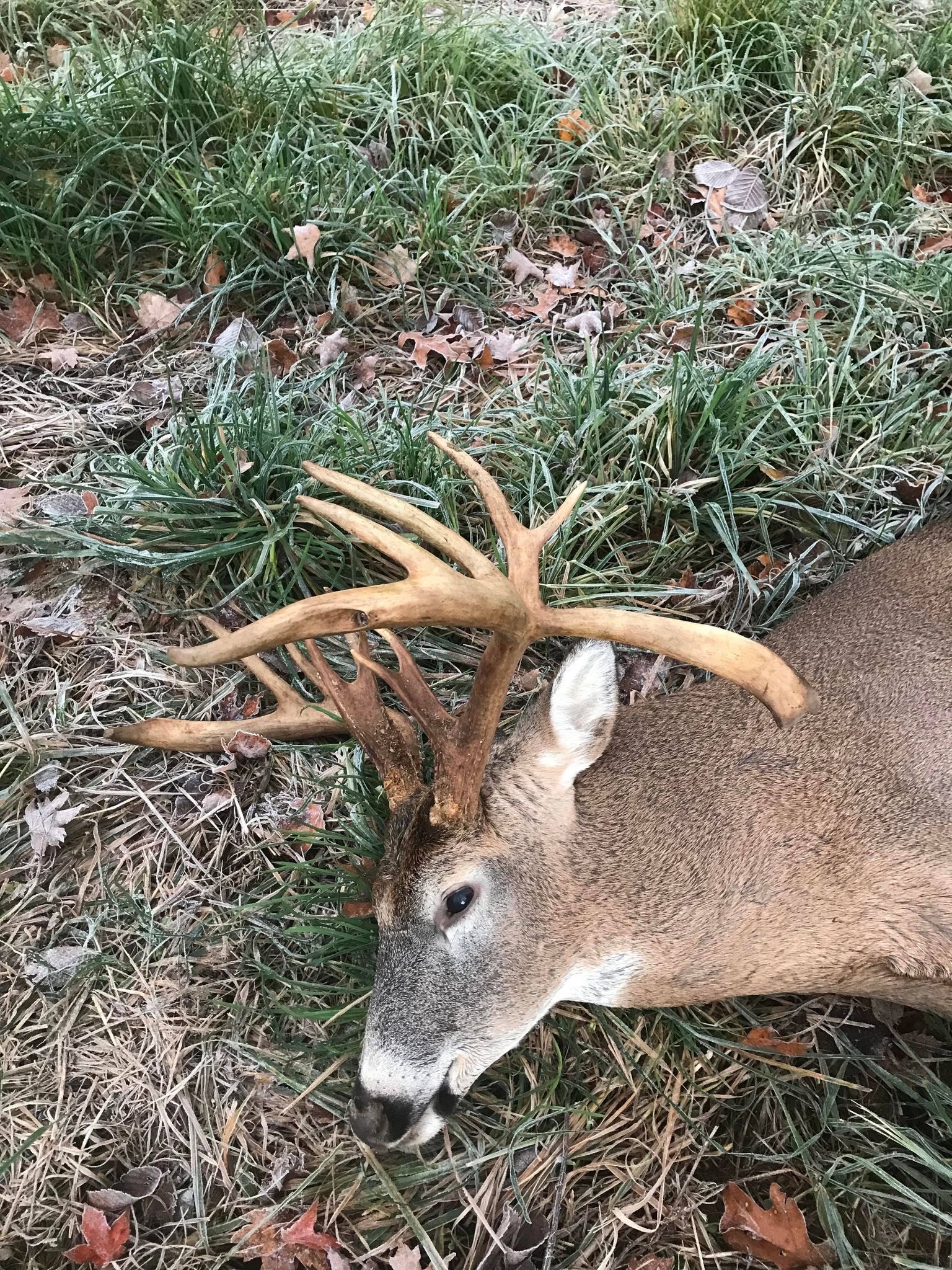 Robert King's Drop Tine Buck - Boonetown Deer Minerals