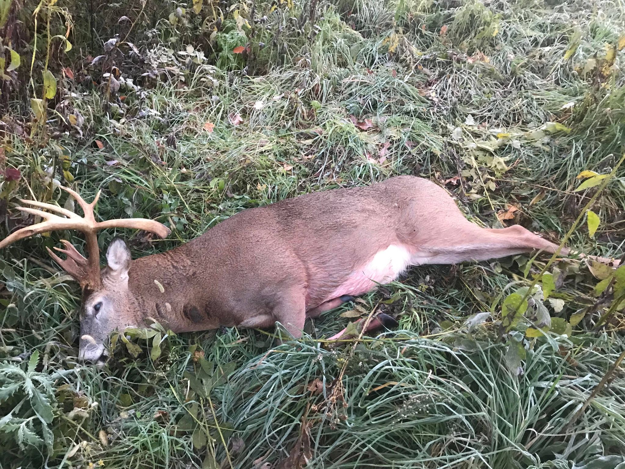 Robert King's Drop Tine Buck - Boonetown Deer Minerals